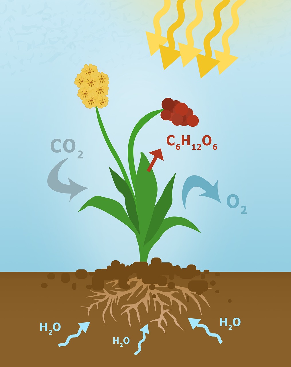 Photosynthesis And Cellular Respiration GoOpenVA Photosynthesis And Cellular Respiration GoOpenVA