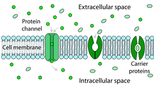 Passive and Active Cell Transport | #GoOpenVA