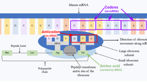 The Central Dogma: Replication, Transcription, and Translation 5E ...