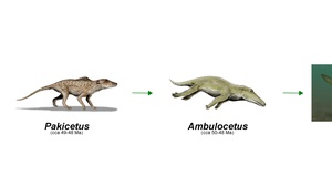 Evidence of Evolution | #GoOpenVA